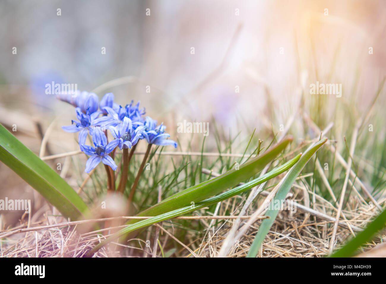 Wild growing blue snowdrop Stock Photo - Alamy