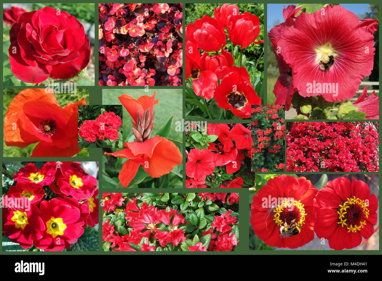 red flowers, collage Stock Photo - Alamy