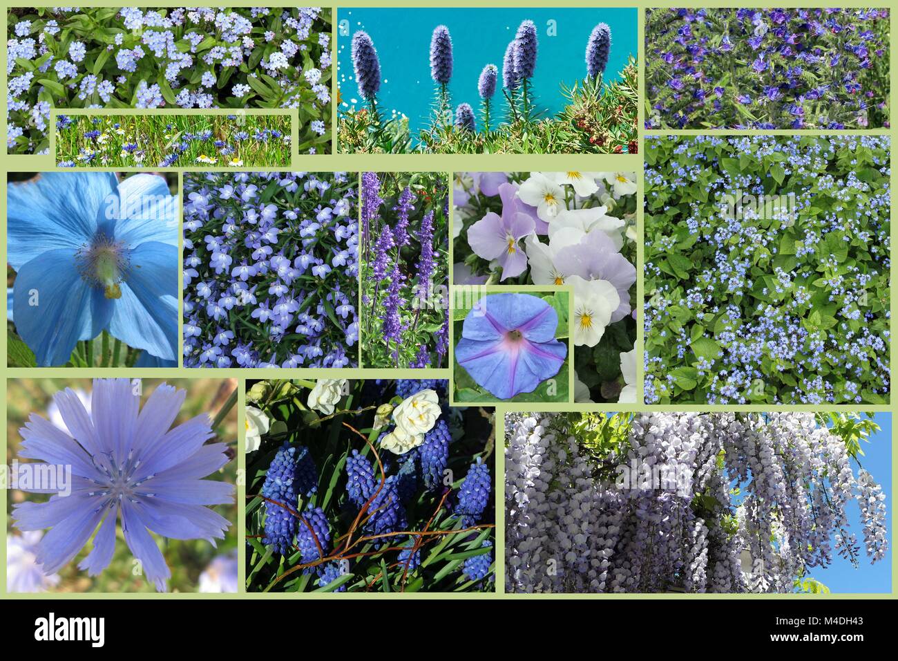 blue flowers, collage Stock Photo - Alamy