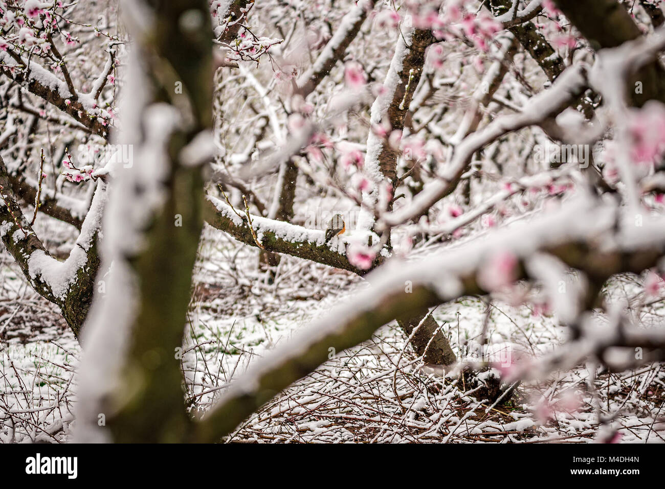 Rest in peach hi-res stock photography and images - Alamy