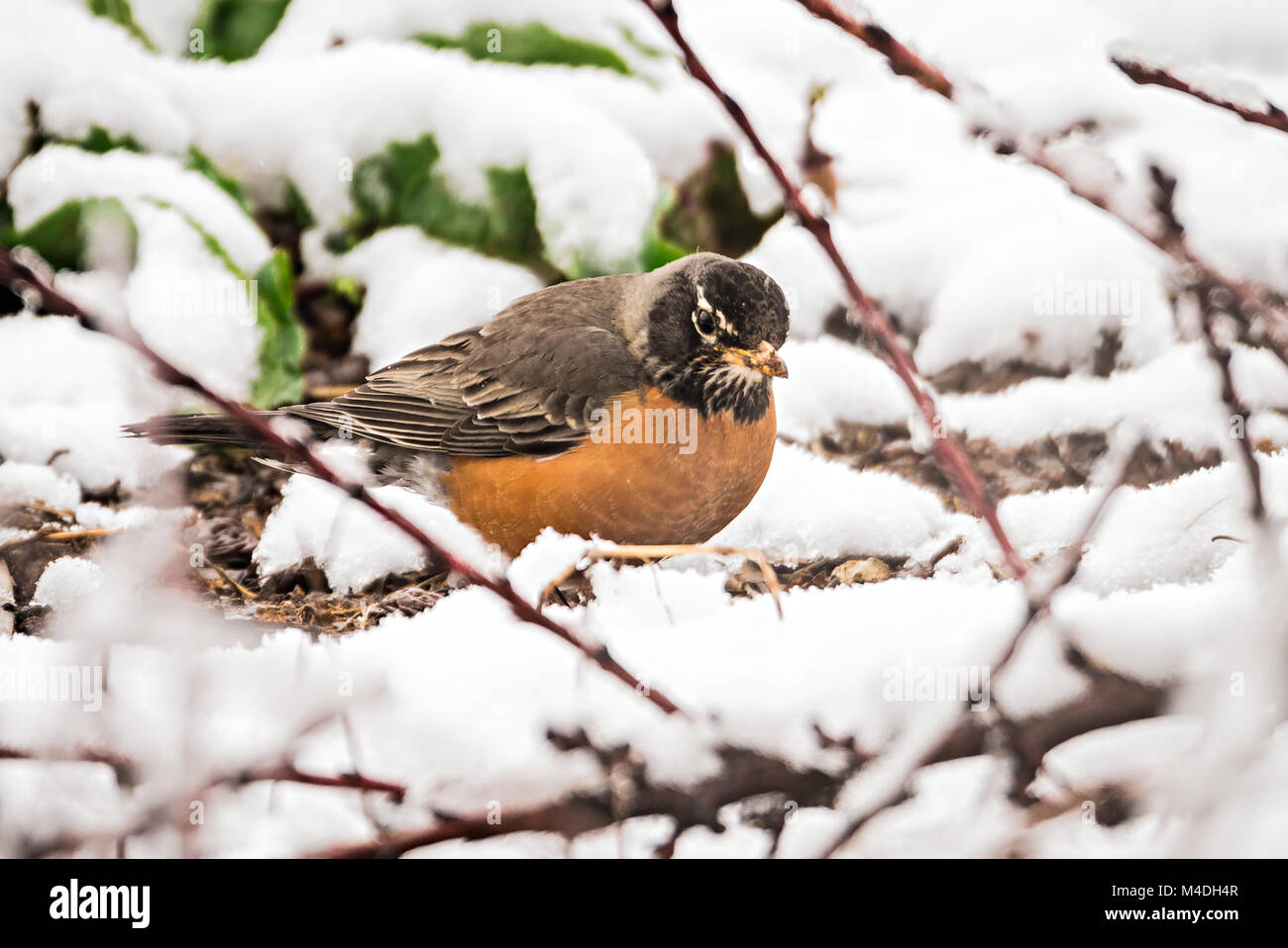Robin in blossom tree hi-res stock photography and images - Alamy