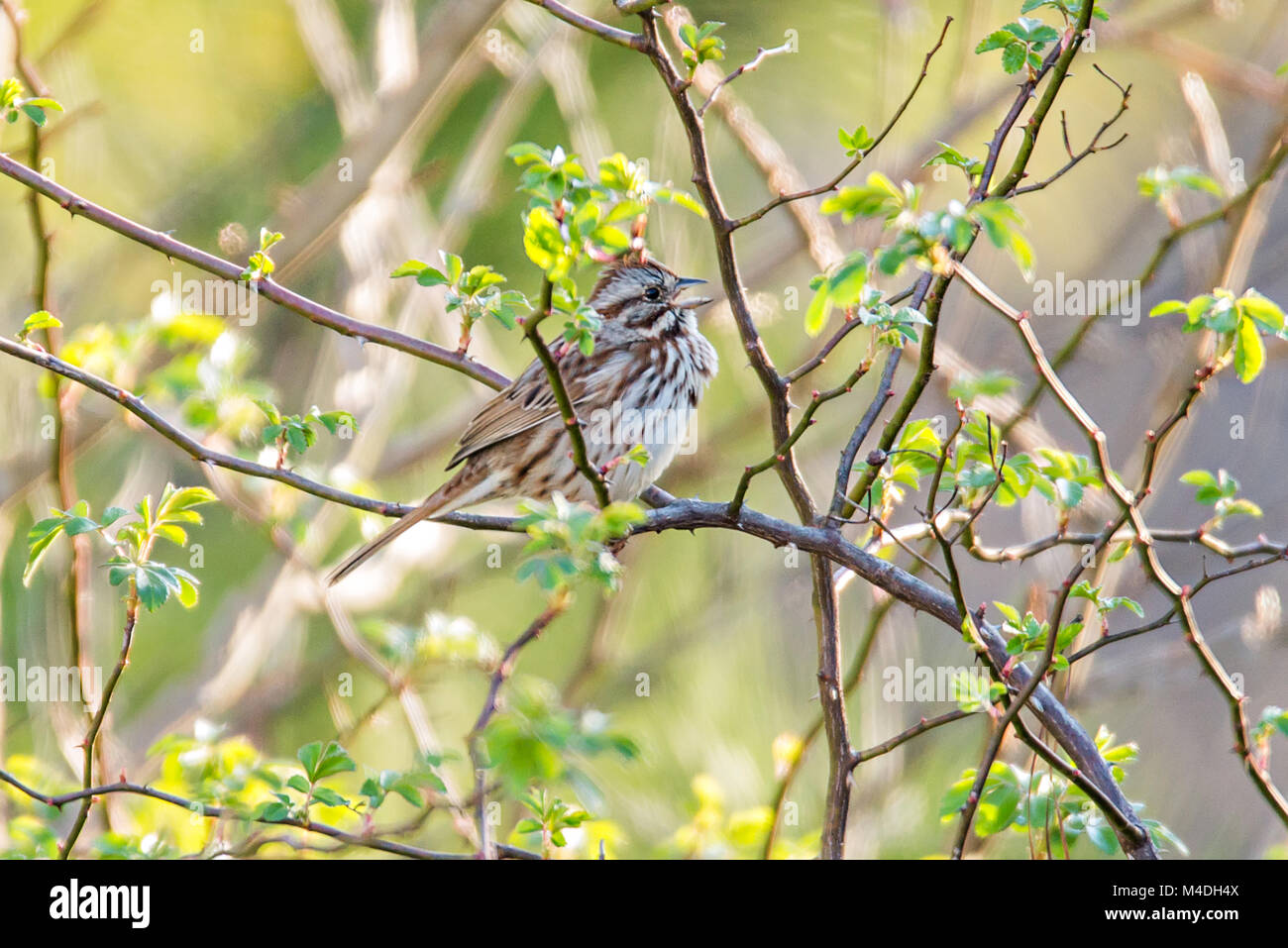american tree sparrow perched on a tree in spring Stock Photo - Alamy