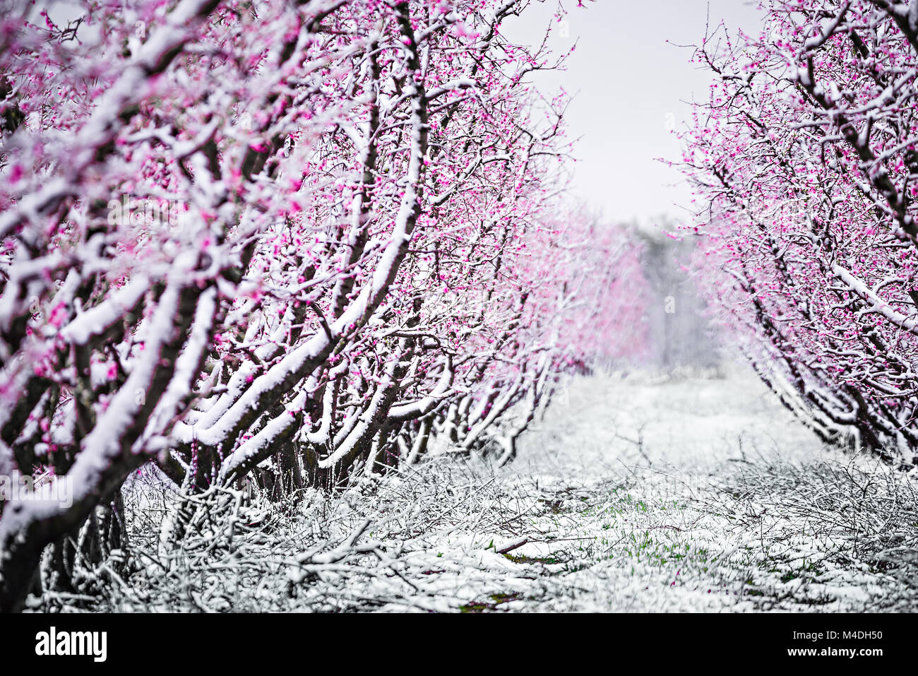peach tree blossom on a farm in spring snow Stock Photo - Alamy