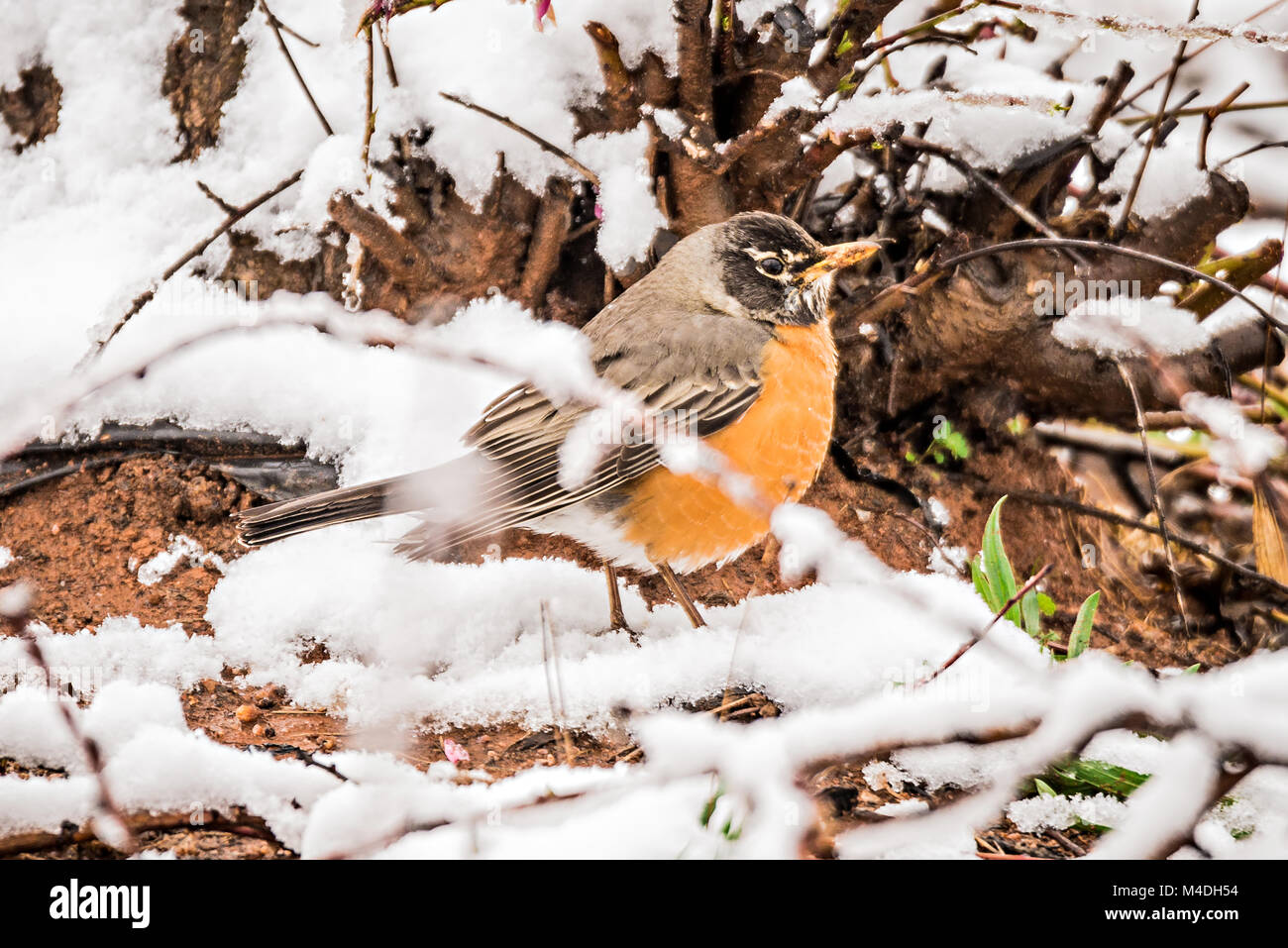 Peach belly hi-res stock photography and images - Alamy
