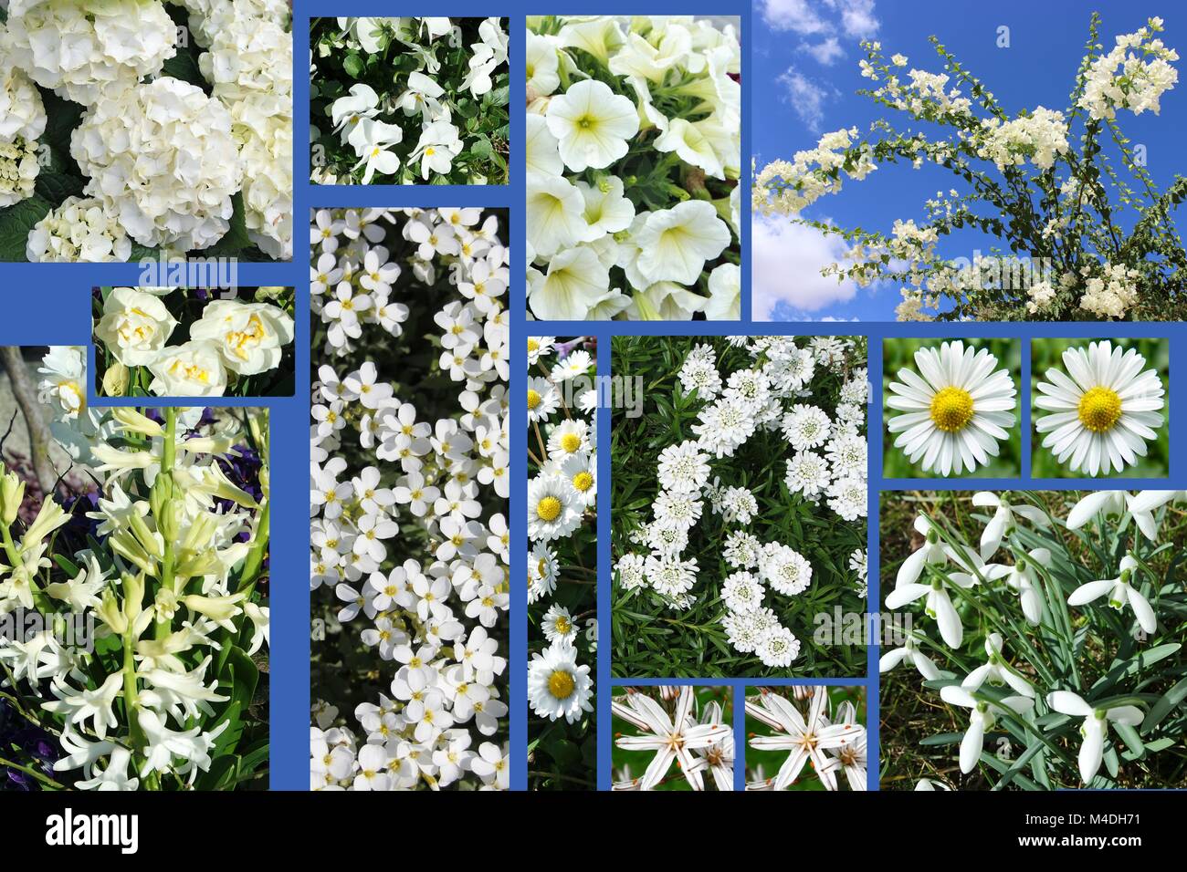 Collage of white flowers hi-res stock photography and images - Alamy