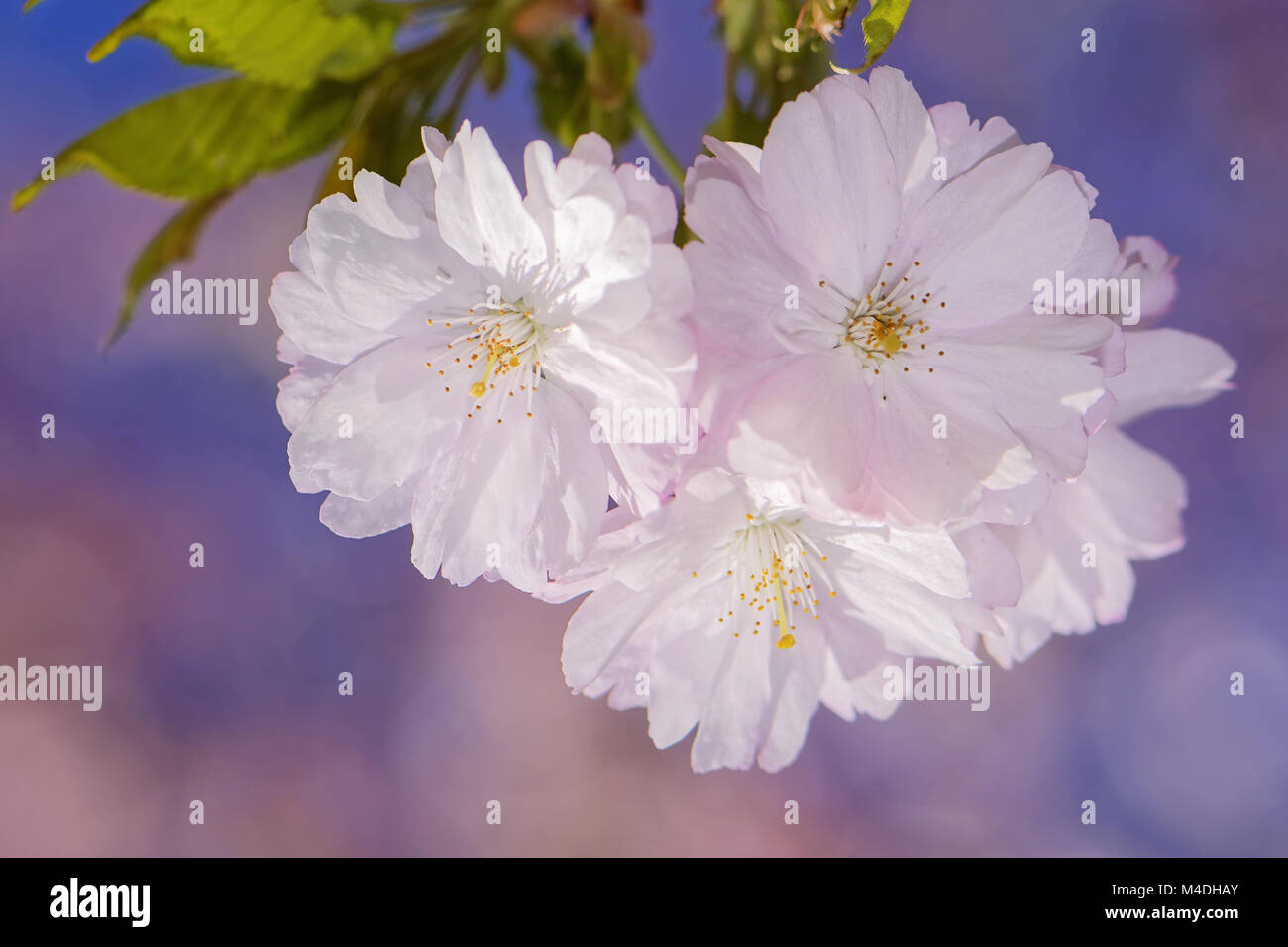 East asian cherry hi-res stock photography and images - Alamy