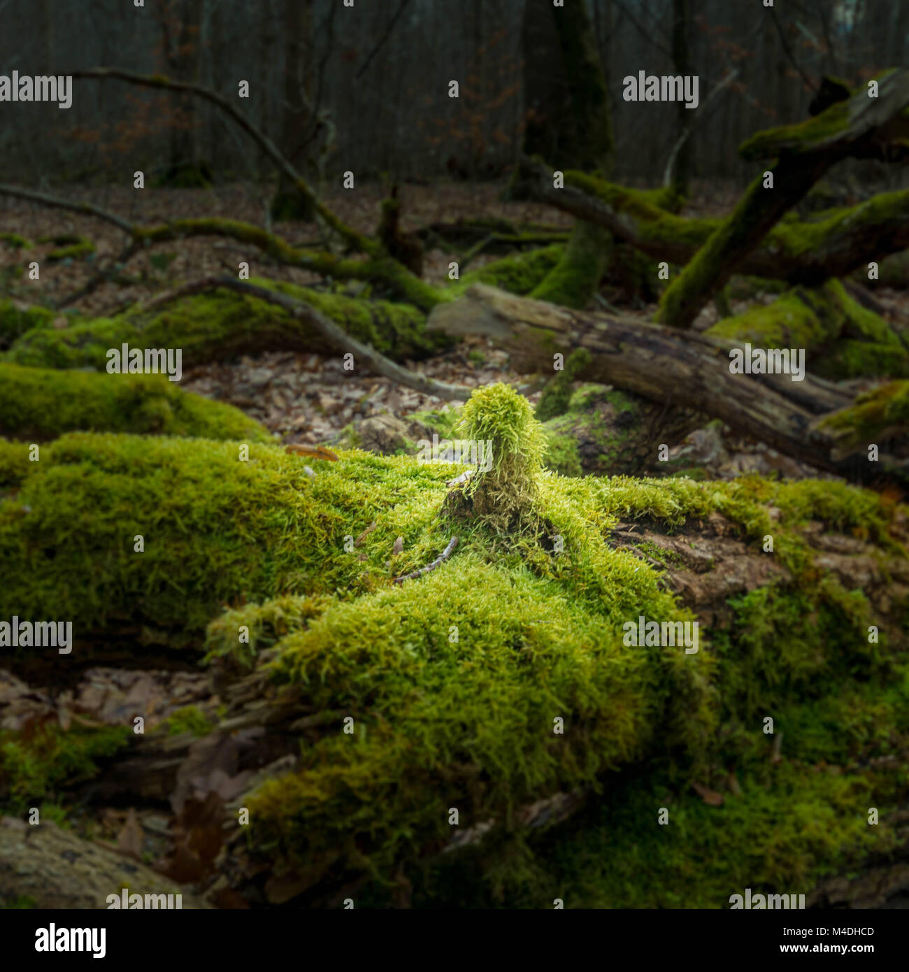 Forest lifecycle hi-res stock photography and images - Alamy