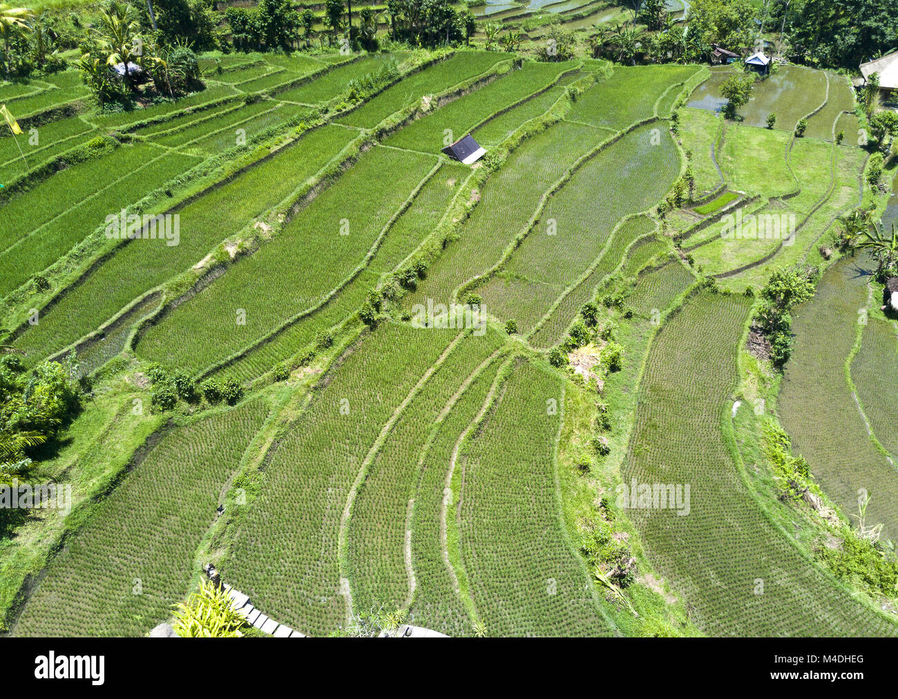 aerial view on rice terraces Stock Photo - Alamy