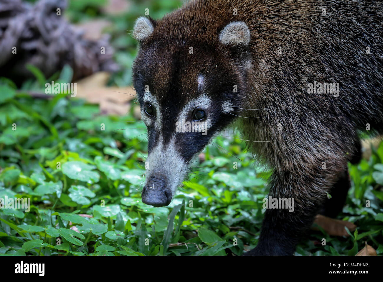White nosed coati in costa rica climbing on a bran hi-res stock ...