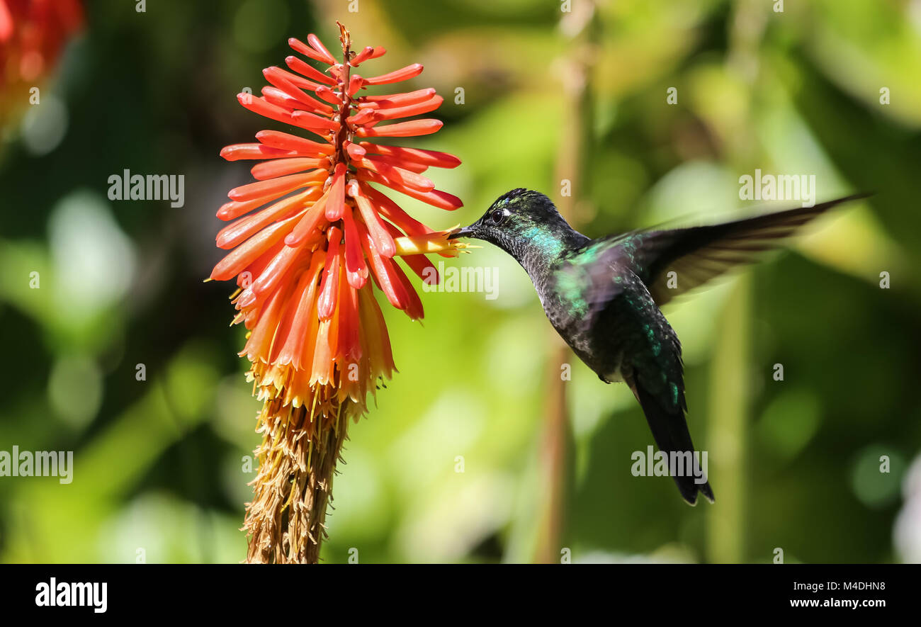 Magnificent hummingbird in Costa Rica Stock Photo - Alamy
