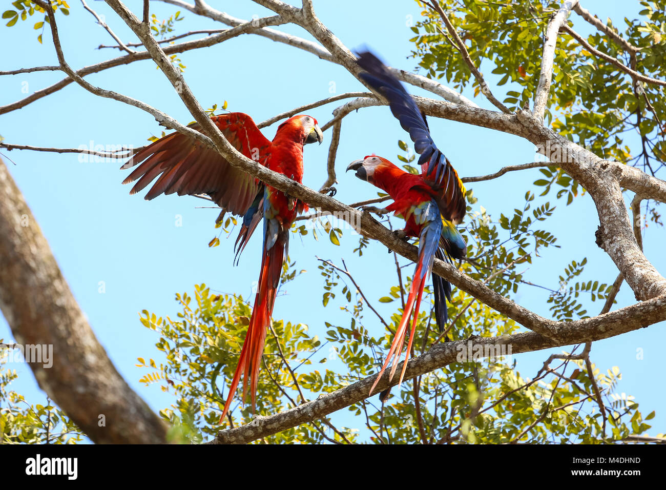 Two scarlet macaws hi-res stock photography and images - Alamy