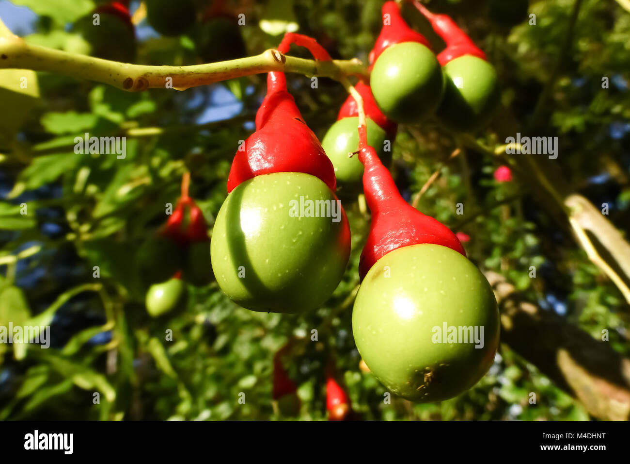Hanging fruits hi-res stock photography and images - Alamy