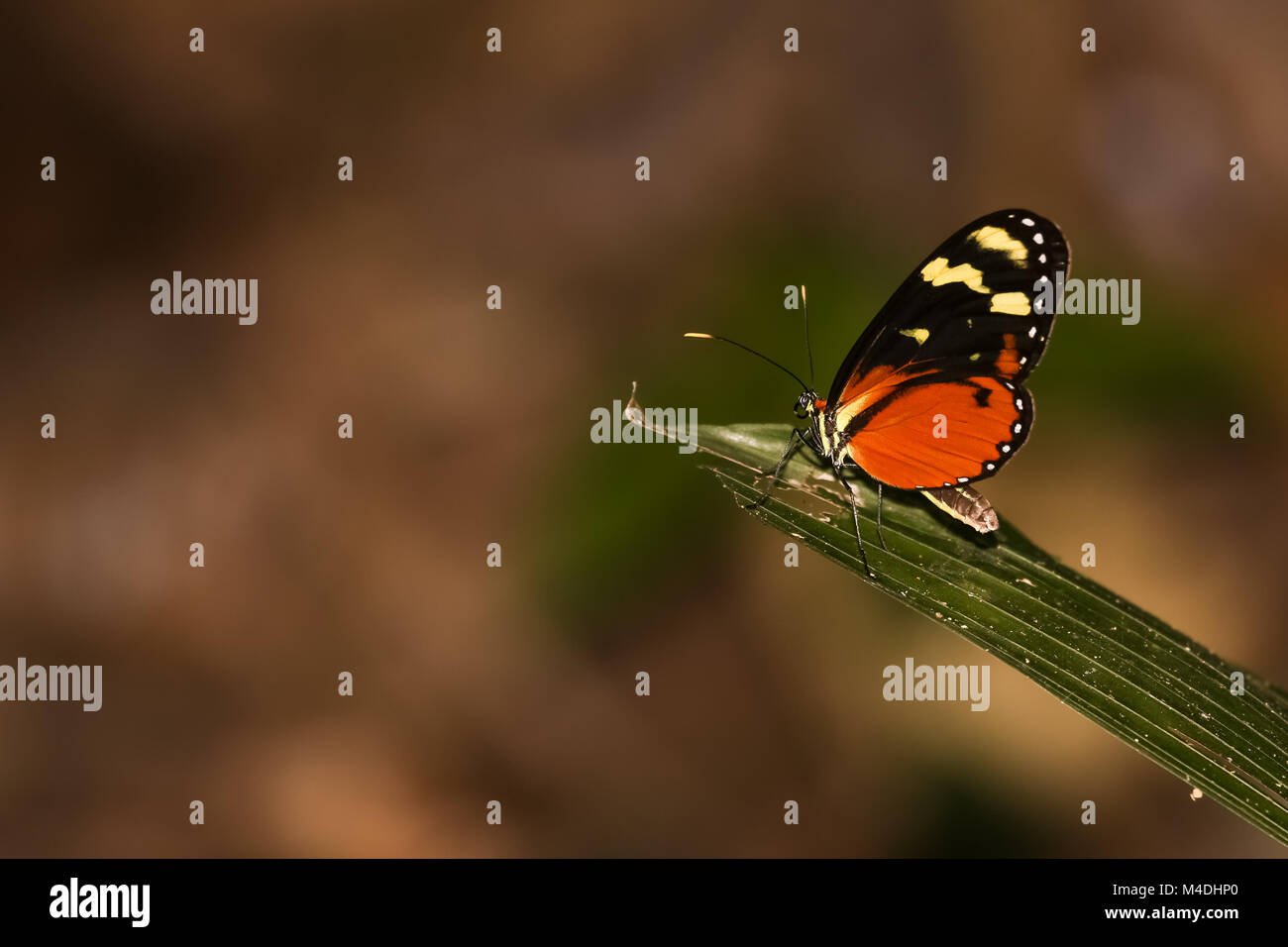 Rainforest butterfly hi-res stock photography and images - Alamy