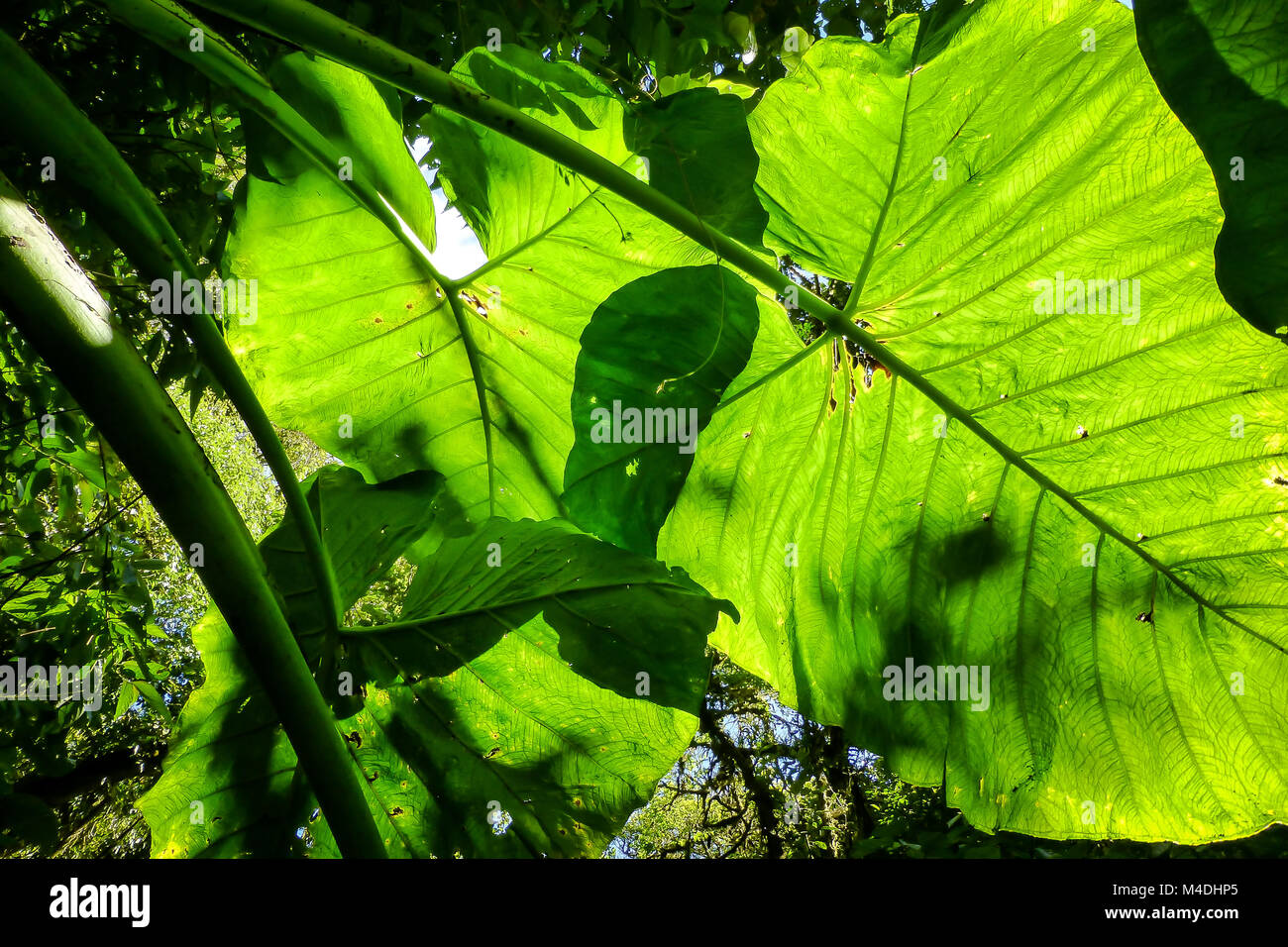 Translucent cloud hi-res stock photography and images - Alamy