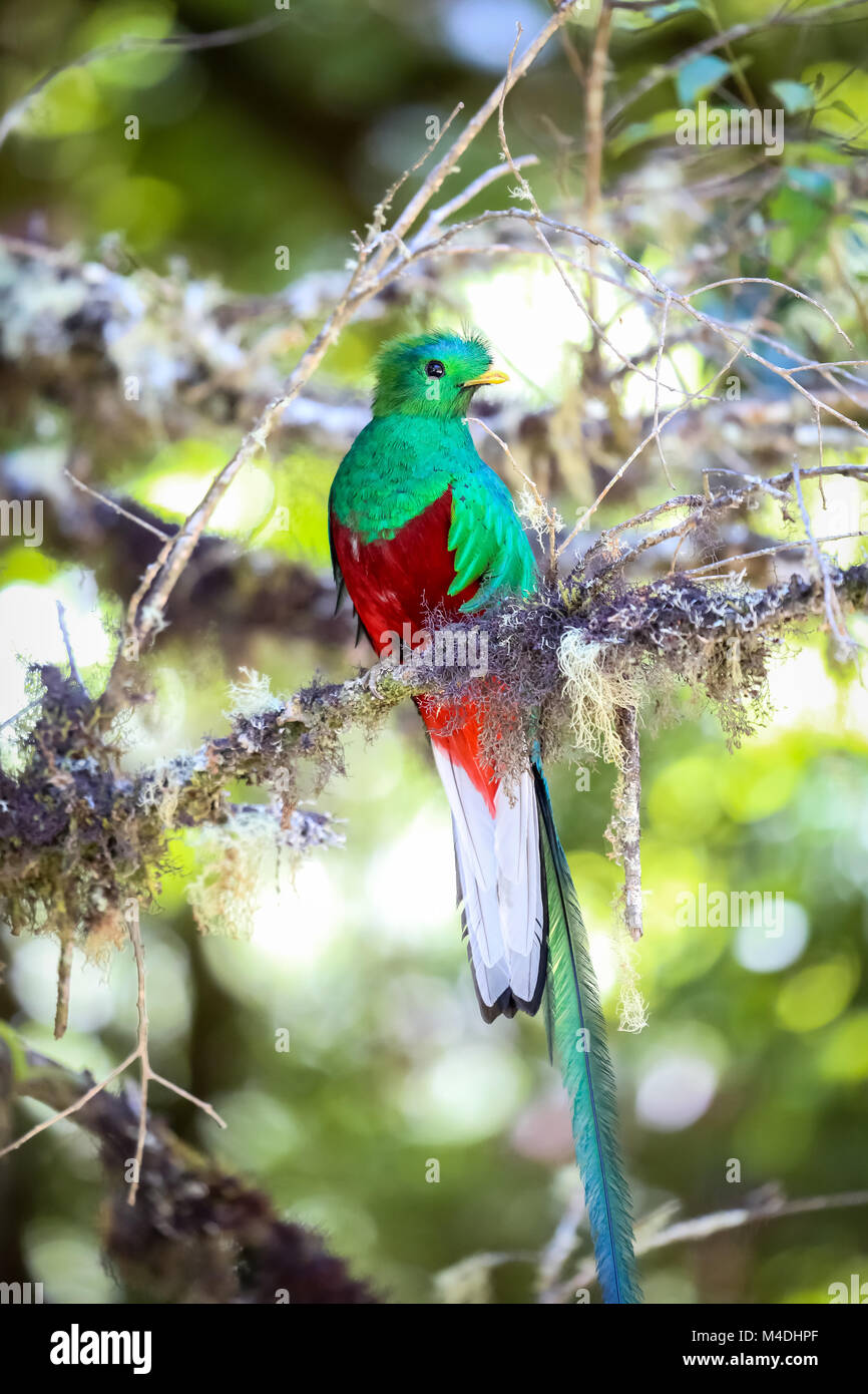 Quetzal aztec hi-res stock photography and images - Alamy