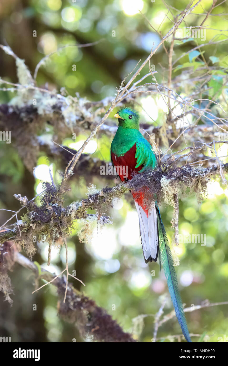 Costa rica resplendent quetzal feathers hi-res stock photography and ...