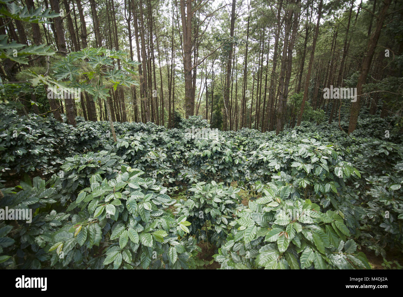 THAILAND CHIANG RAI DOI TUNG COFFEE PLANTATION Stock Photo - Alamy