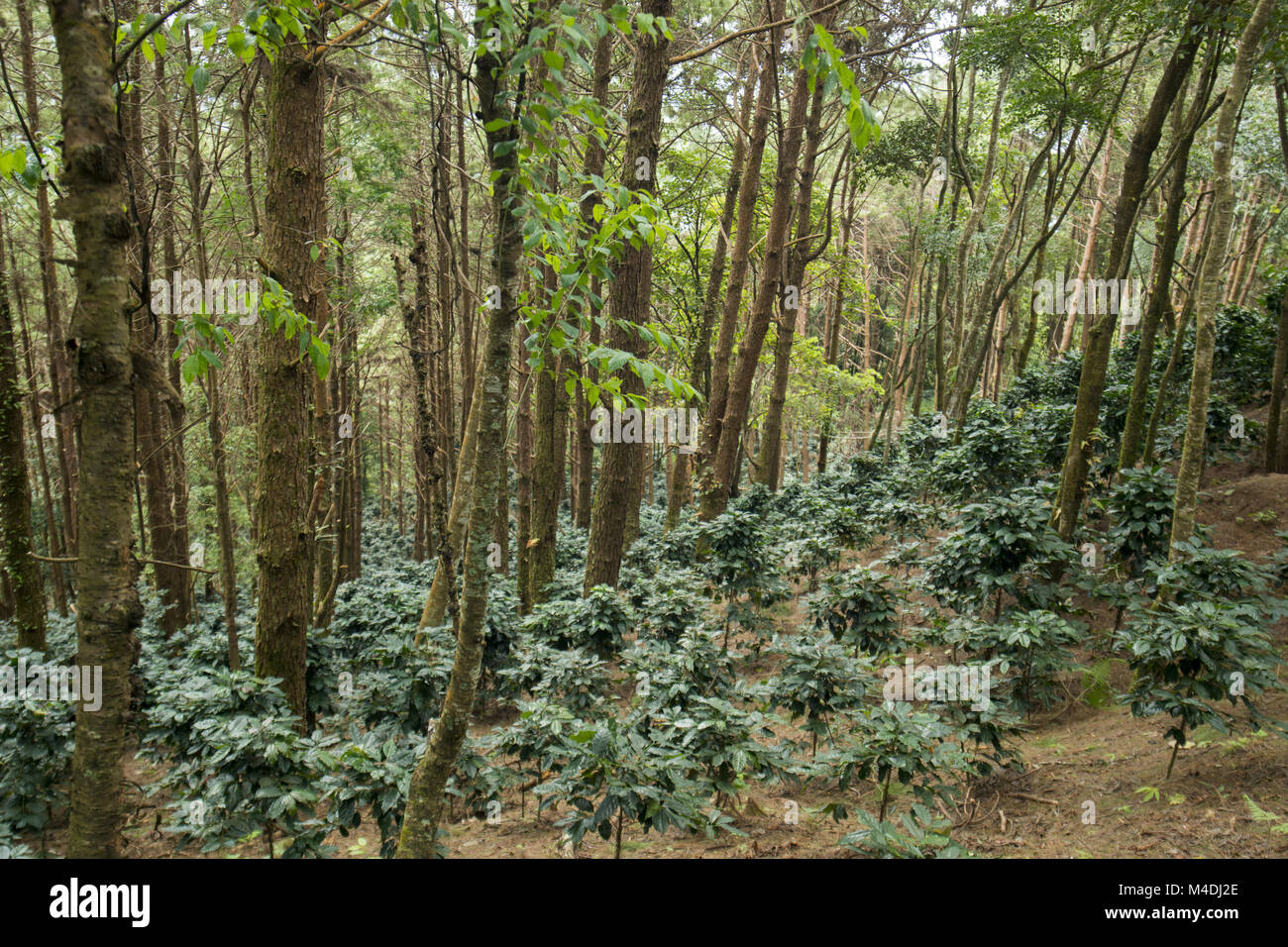 Tung Tree Stock Photos & Tung Tree Stock Images - Alamy