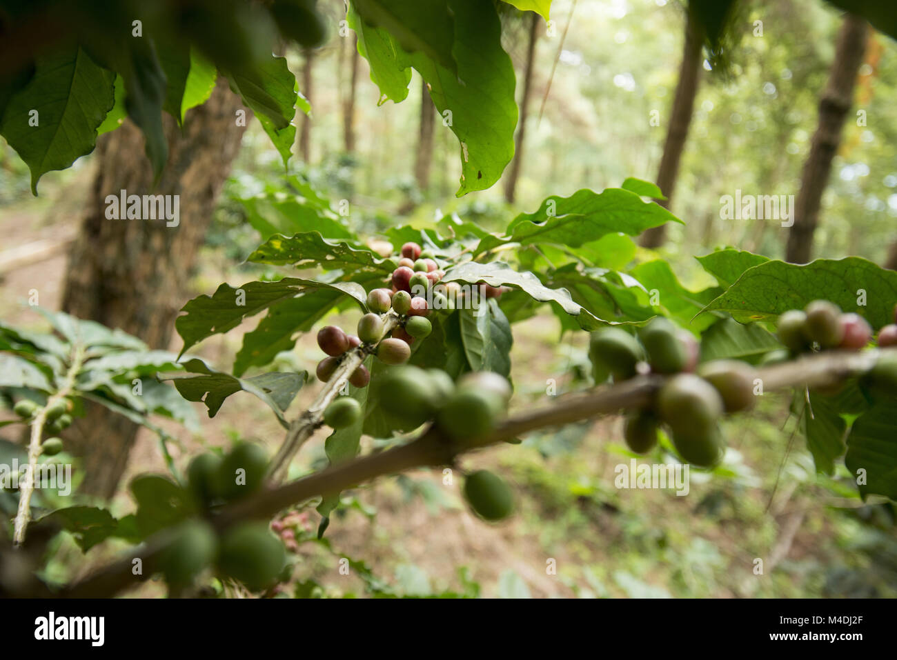 THAILAND CHIANG RAI DOI TUNG COFFEE PLANTATION Stock Photo - Alamy