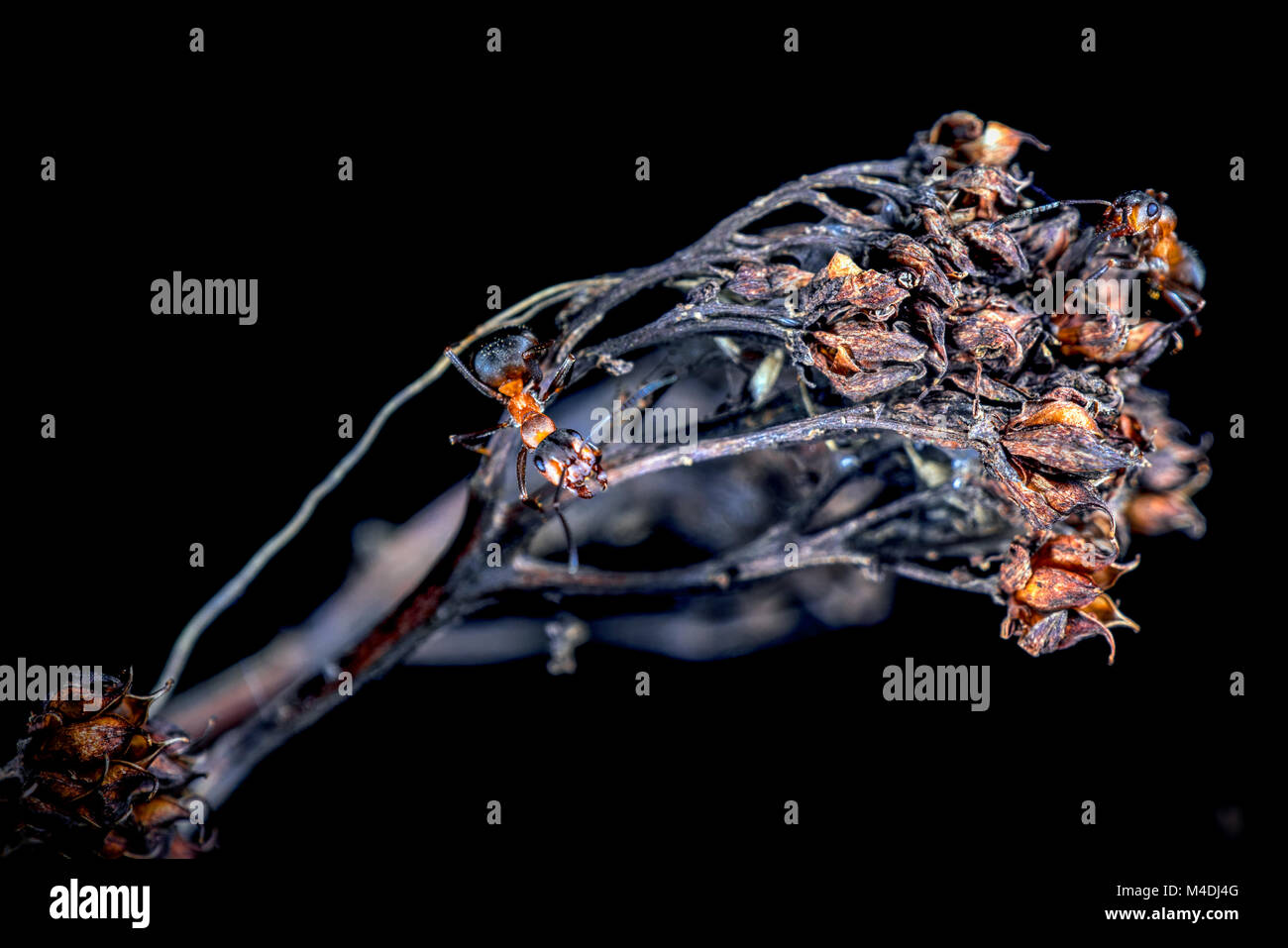 Ants formic acid hi-res stock photography and images - Alamy
