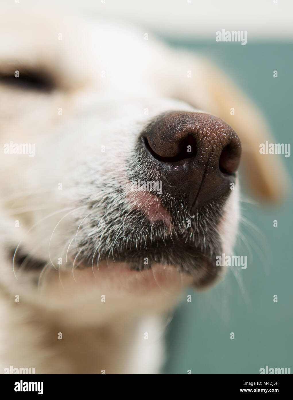 Dog with scar hi-res stock photography and images - Alamy