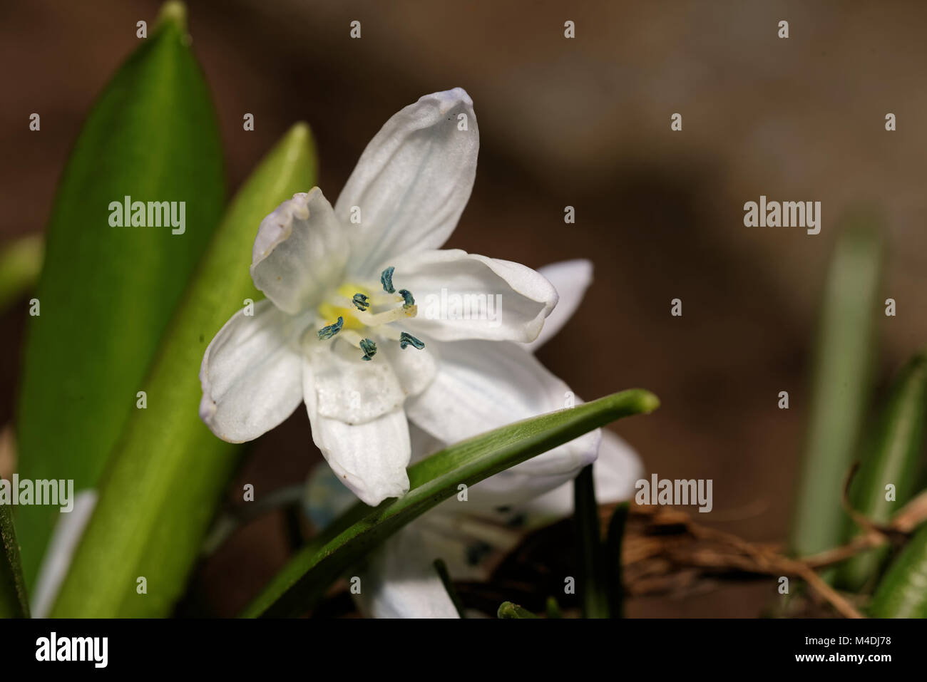 Beautiful squill hi-res stock photography and images - Alamy