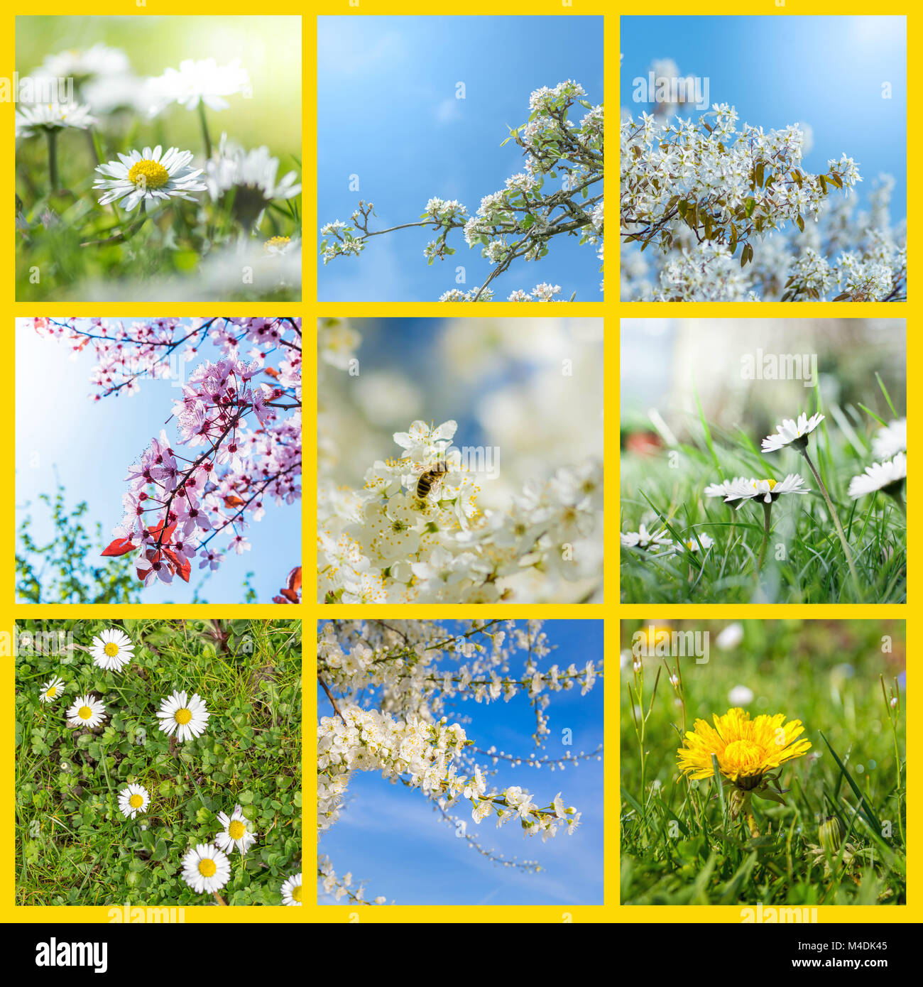 sampler of spring flowers Stock Photo - Alamy