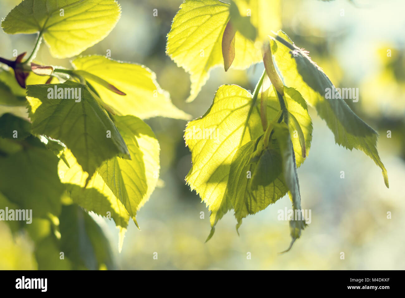 Linden tree branch with young leaves hi-res stock photography and ...