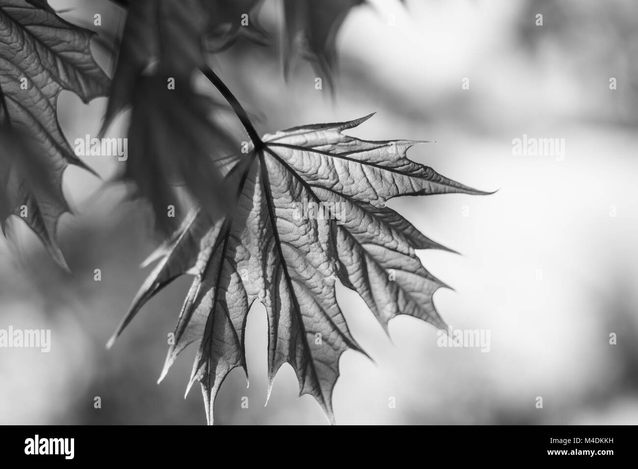 Beautiful maple leaves hi-res stock photography and images - Alamy