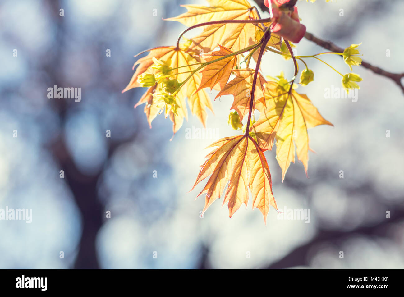 Young green maple leaves on hi-res stock photography and images - Alamy