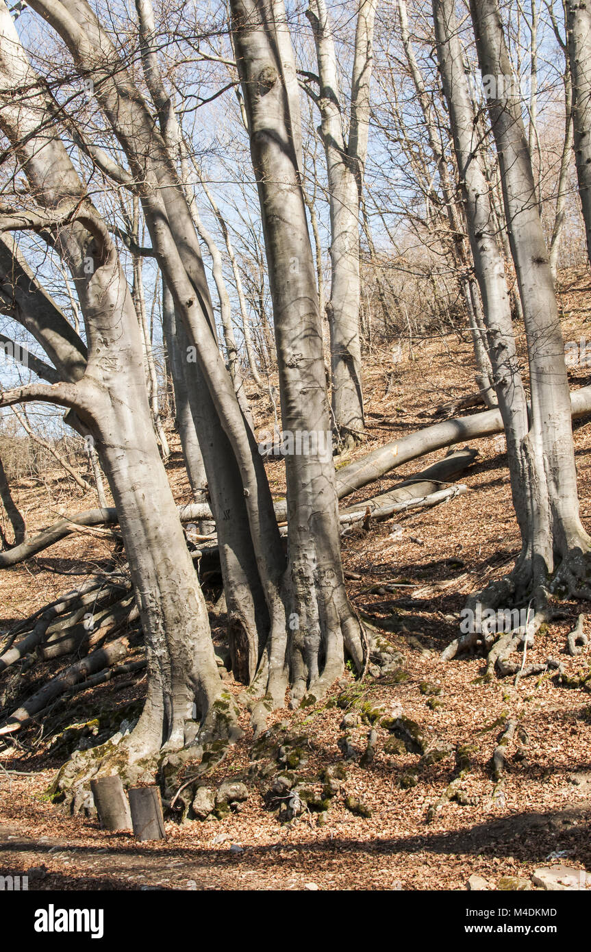 Old beech trees hi-res stock photography and images - Alamy