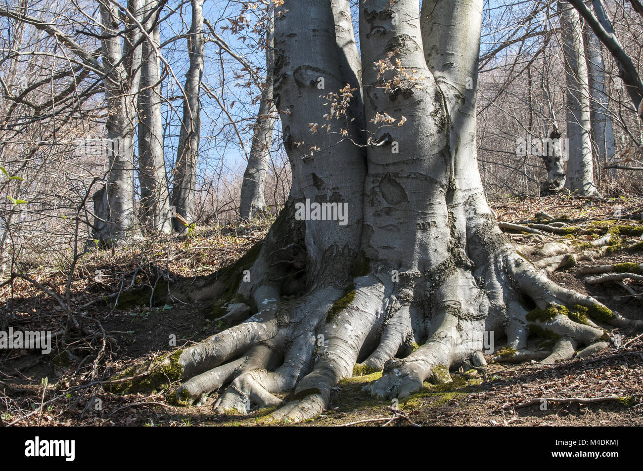 Roots beech hi-res stock photography and images - Alamy