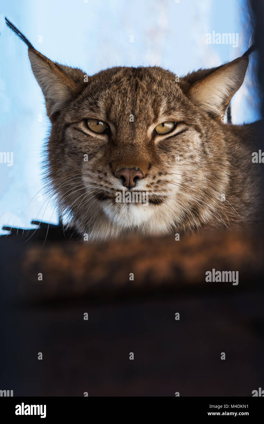 Canada Lynx Zoo High Resolution Stock Photography and Images - Alamy
