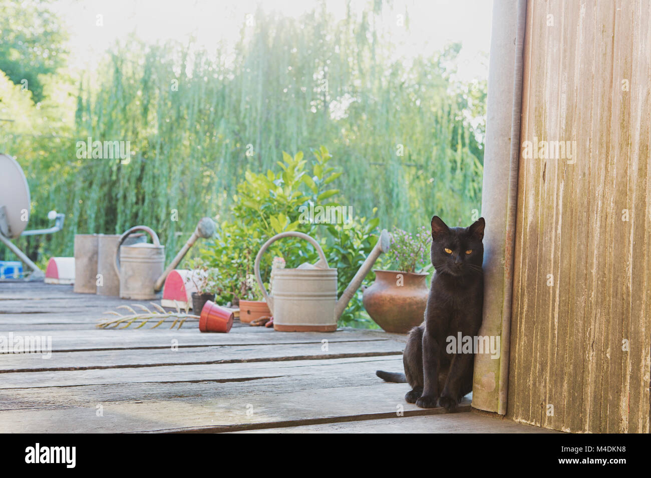 cat on terrace Stock Photo - Alamy