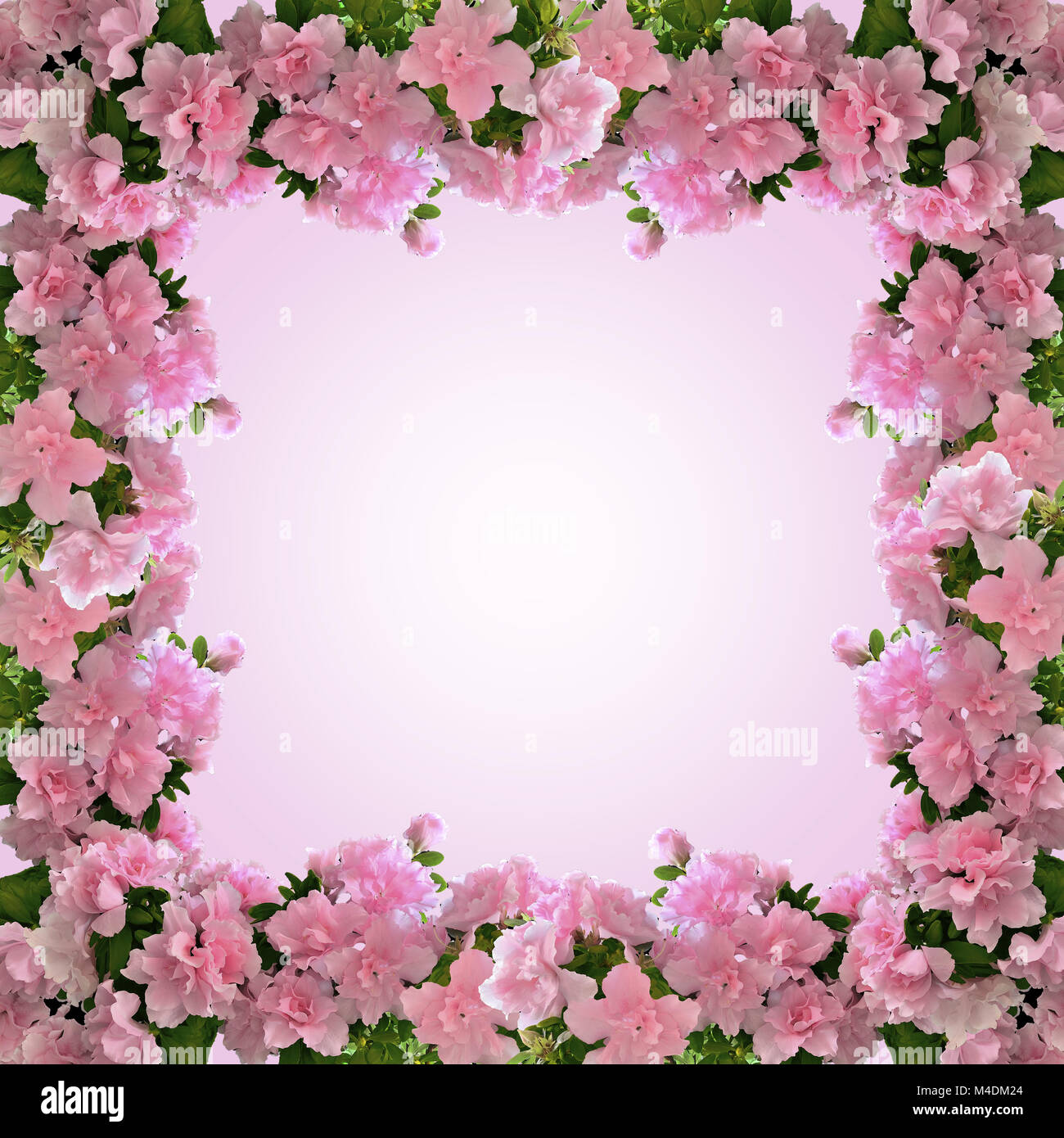Frame from pink azalea flowers in bloom Stock Photo - Alamy