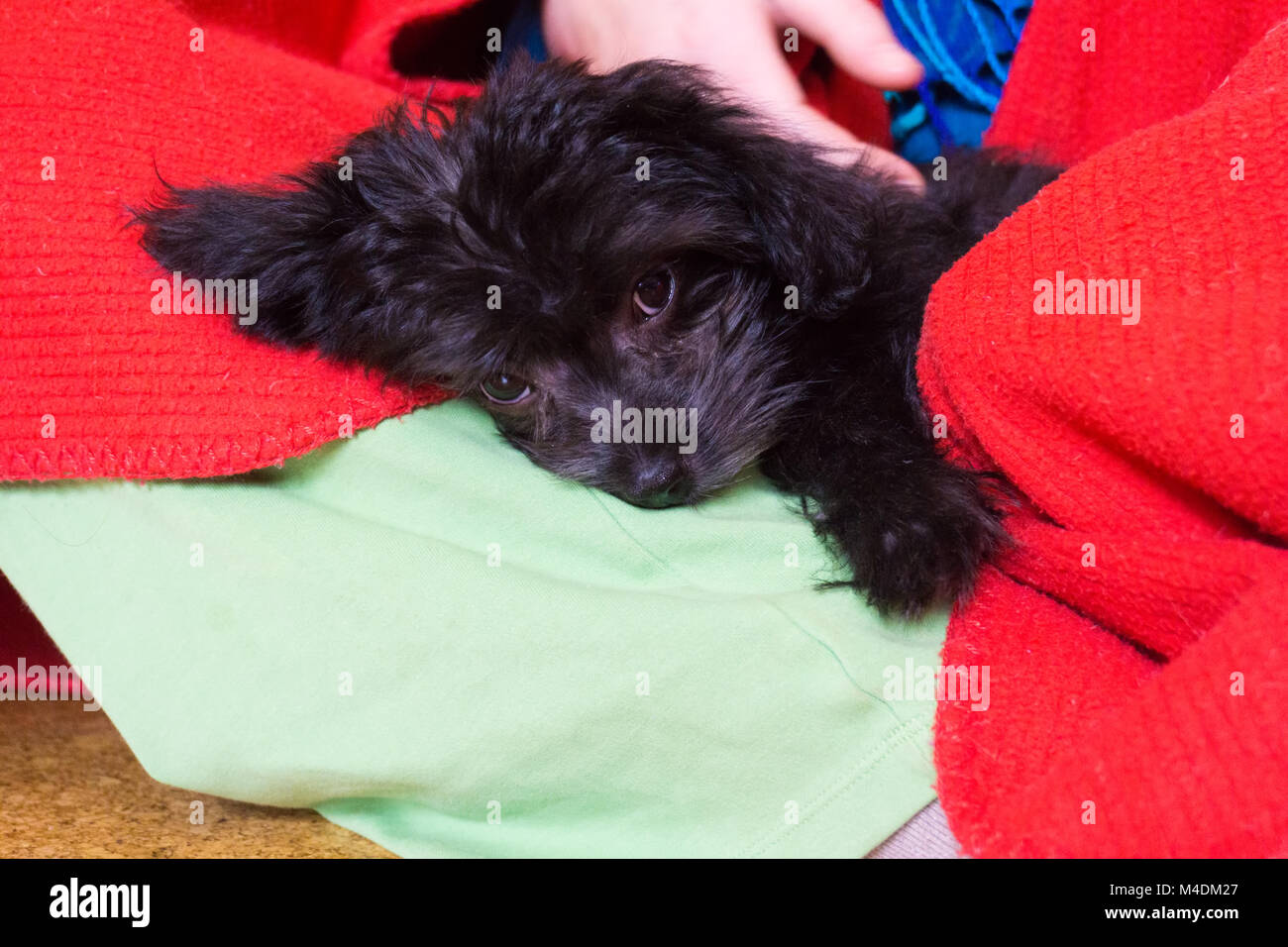 Little black dog Stock Photo - Alamy