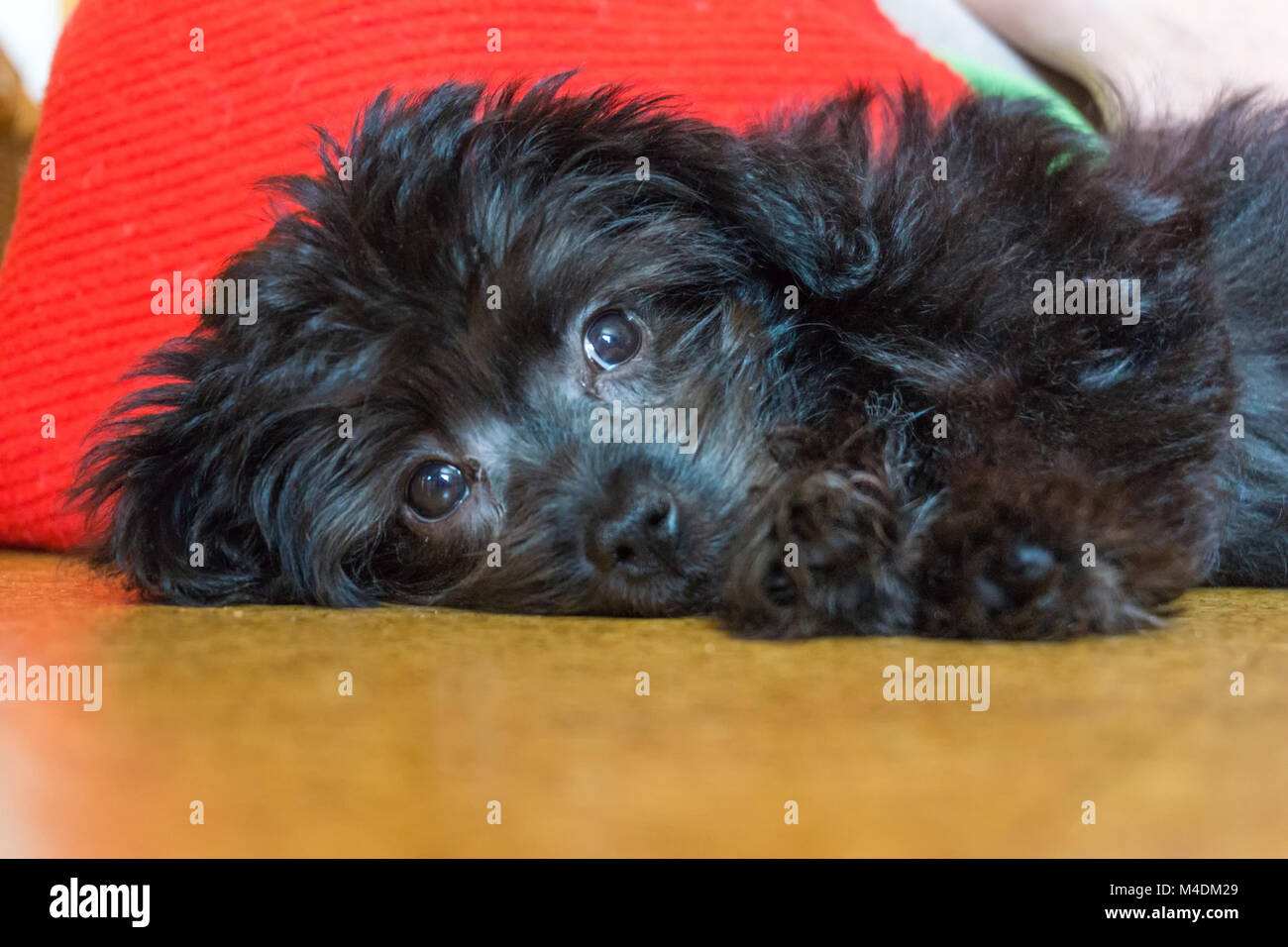 Little black dog Stock Photo - Alamy
