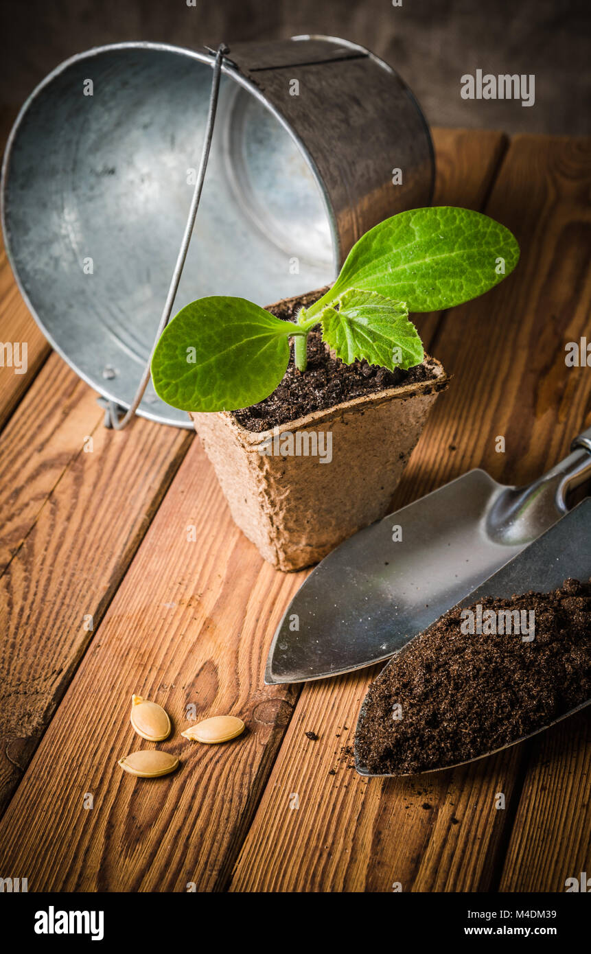 Zucchini seedlings hi-res stock photography and images - Alamy
