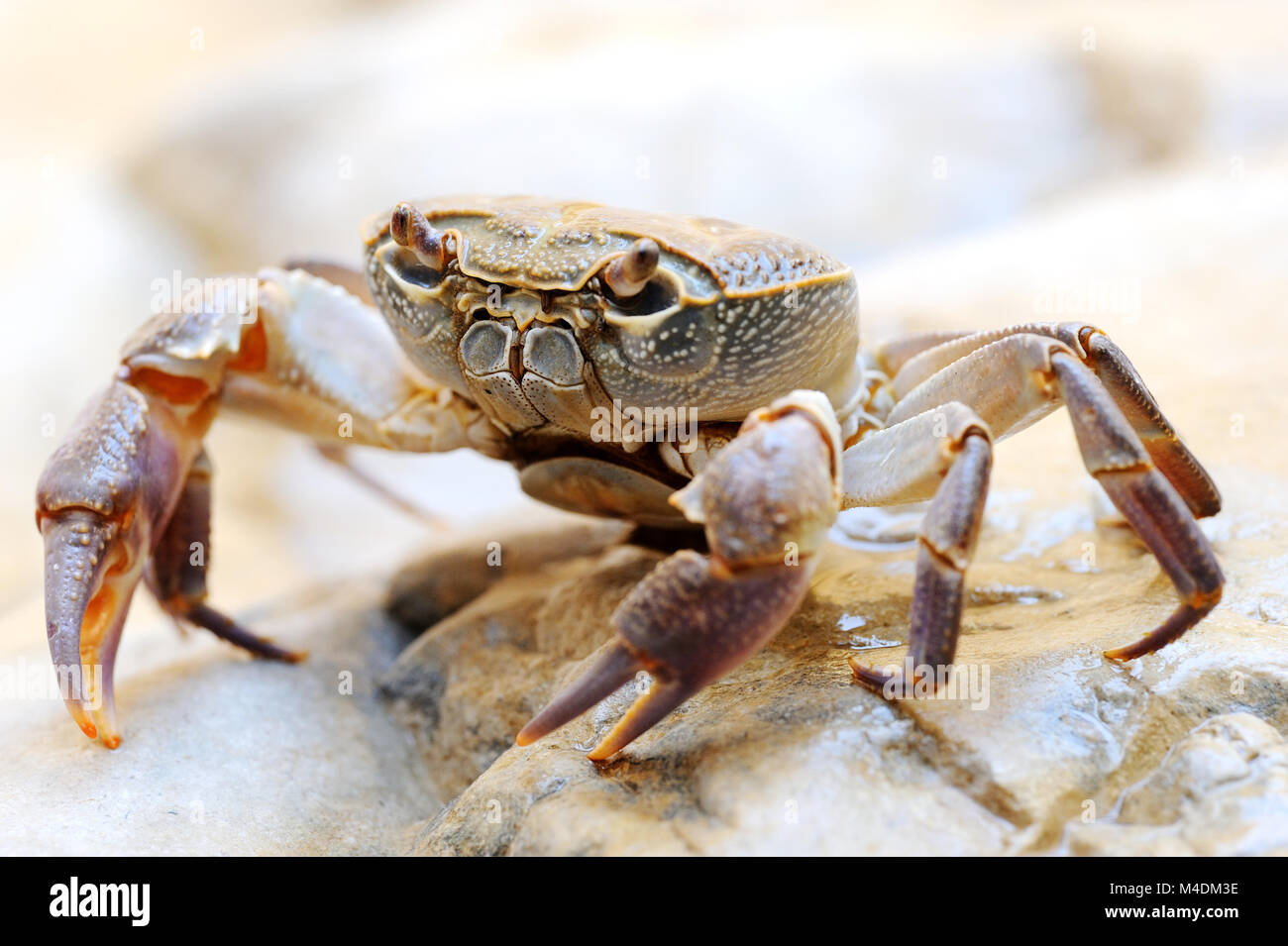 Freshwater arthropod hi-res stock photography and images - Alamy