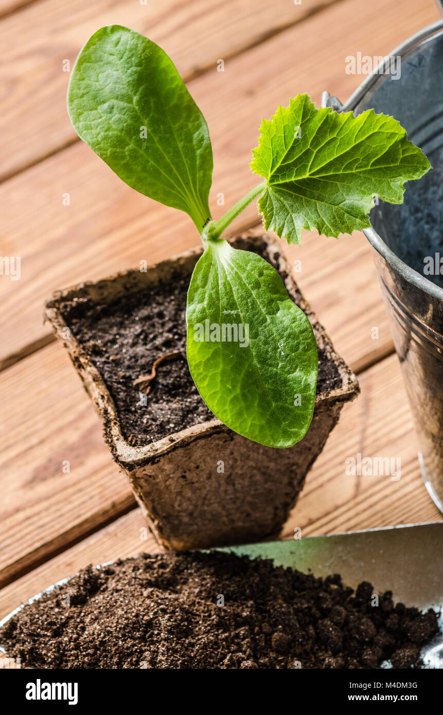 Zucchini seedlings hi-res stock photography and images - Alamy
