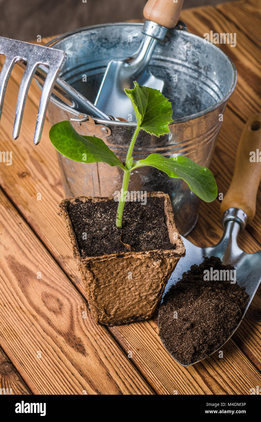 Zucchini seedlings hi-res stock photography and images - Alamy