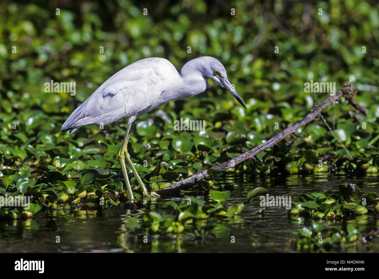 Little Blue Heron juvenile bird / Egretta caerulea Stock Photo - Alamy