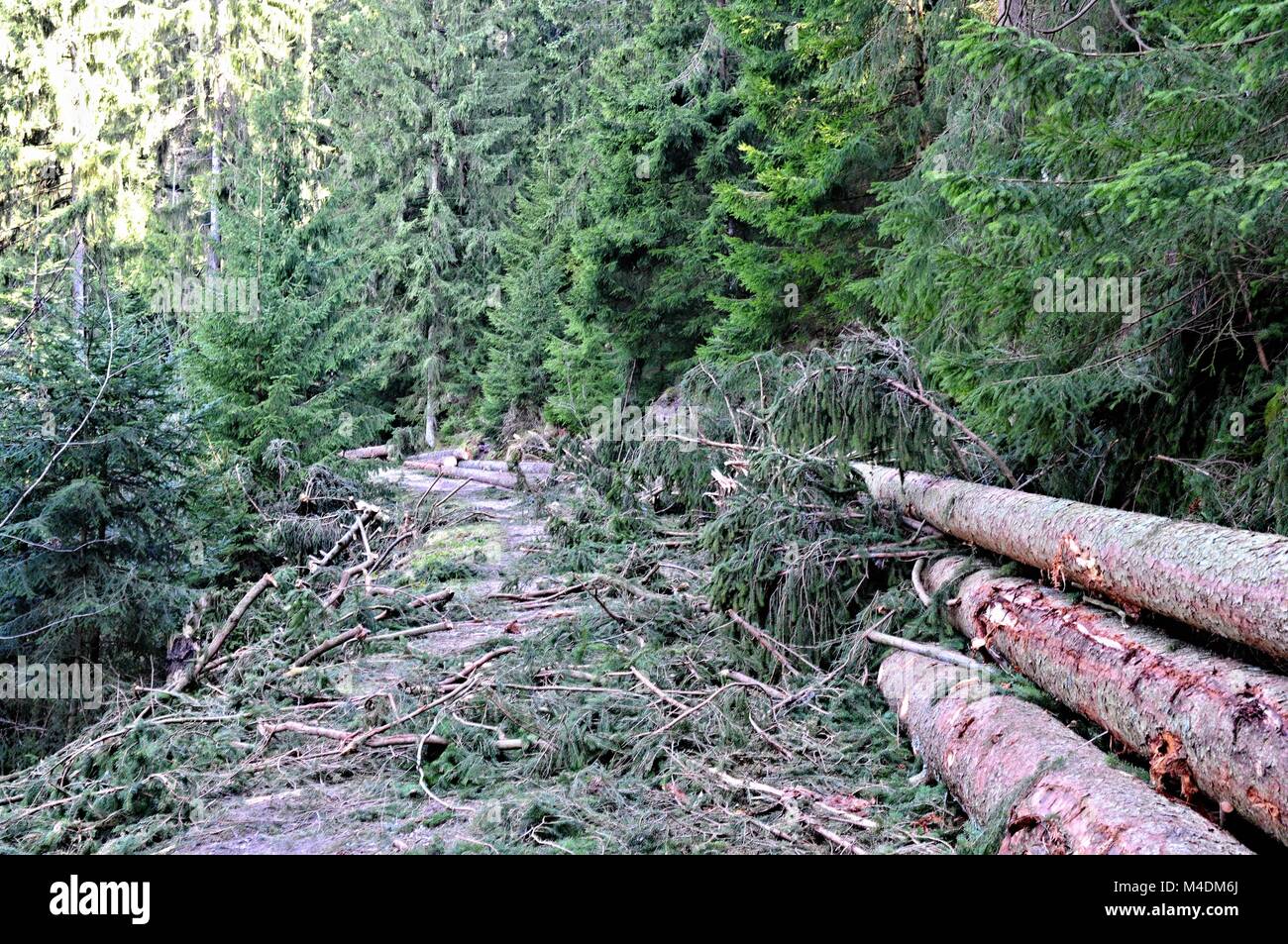 Logging operations in the Black Forest of Germany Stock Photo - Alamy