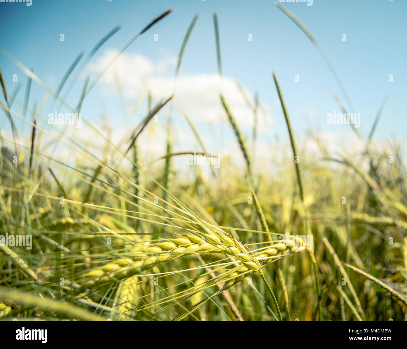 Retro Wheat Field Stock Photo - Alamy