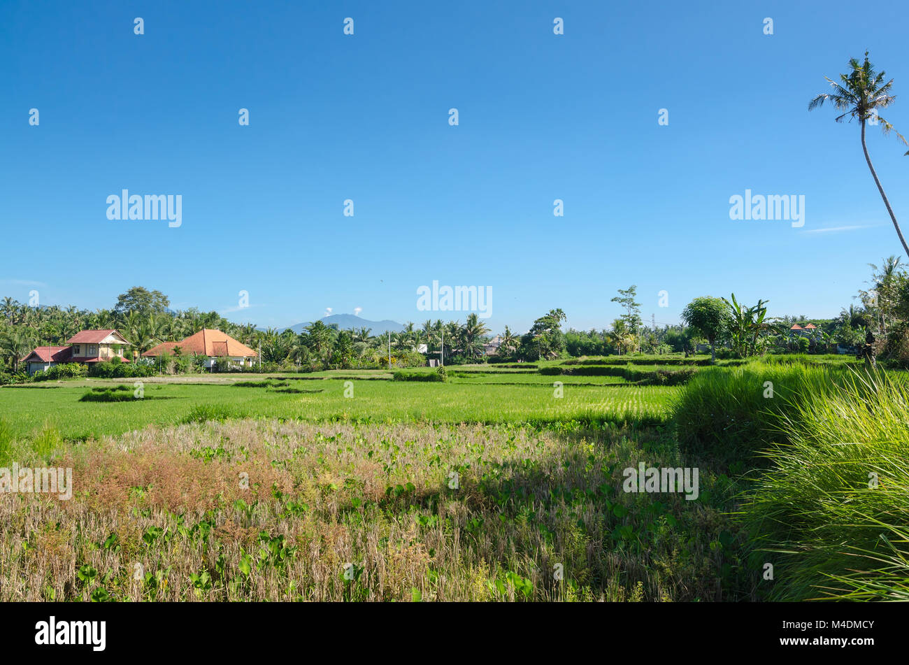 Padi Village in Bali, Indonesia - Traditional buildings and rice fields ...