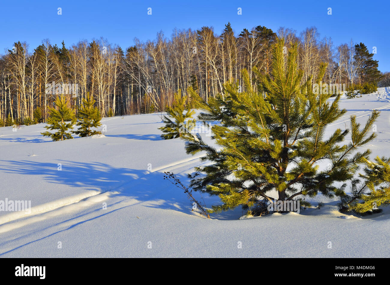 Beautiful young christmas trees hi-res stock photography and images - Alamy