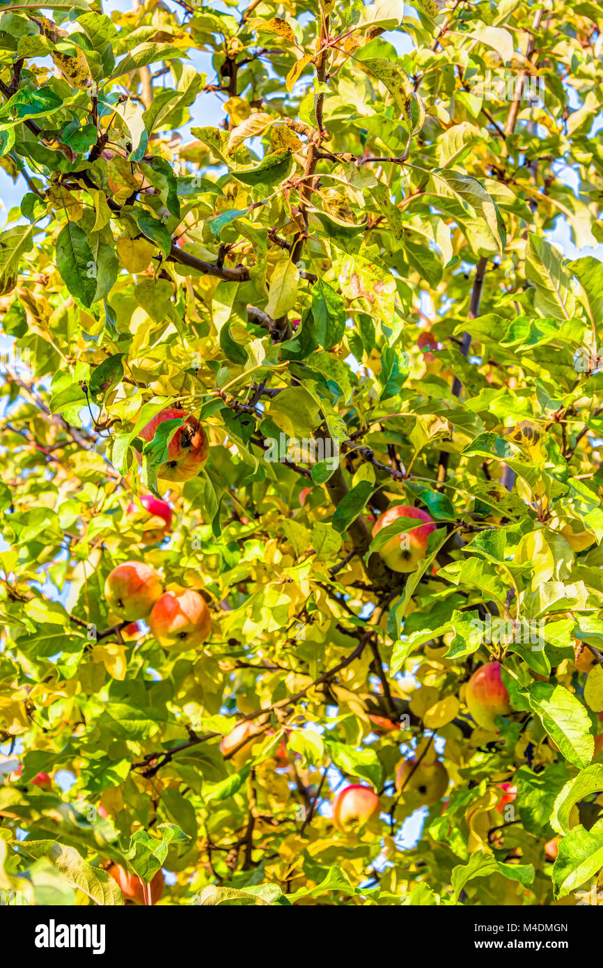 Apple fruits in a tree Stock Photo - Alamy