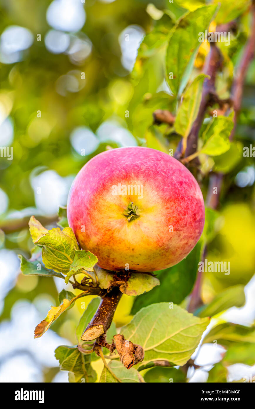 Fruits in the tree hi-res stock photography and images - Alamy