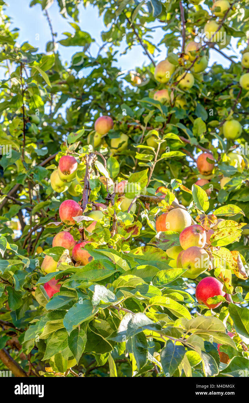 Apple fruits in a tree Stock Photo - Alamy