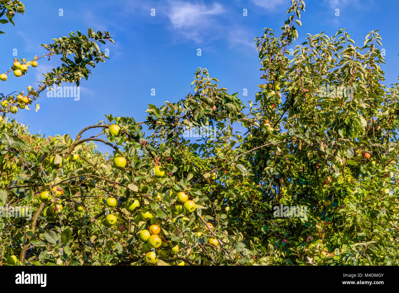 Apple fruits in a tree Stock Photo - Alamy